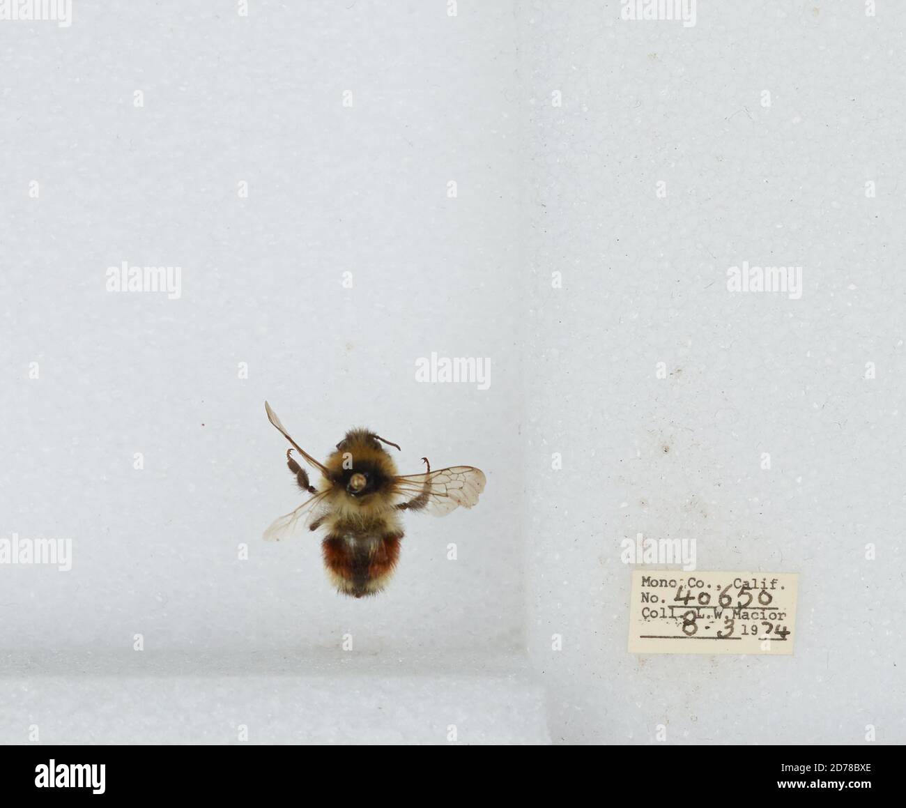 Mono, California, United States, Bombus (Cullumanobombus) rufocinctus ...