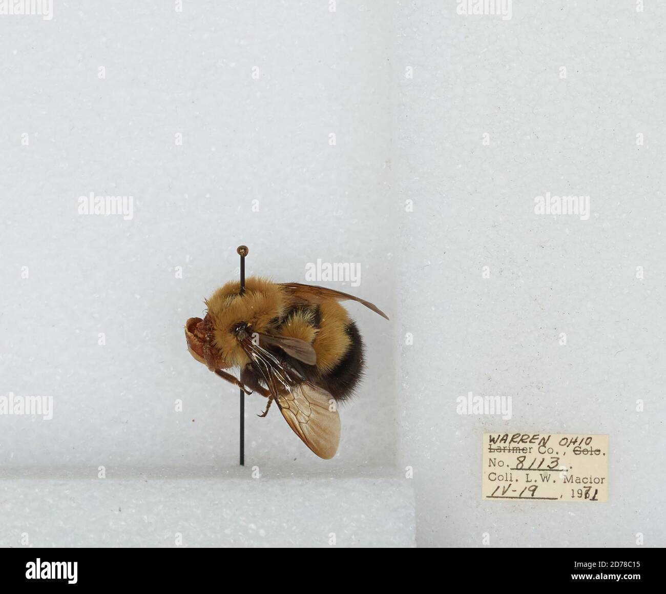 Warren, Ohio, United States, Bombus (Pyrobombus) perplexus Cresson ...