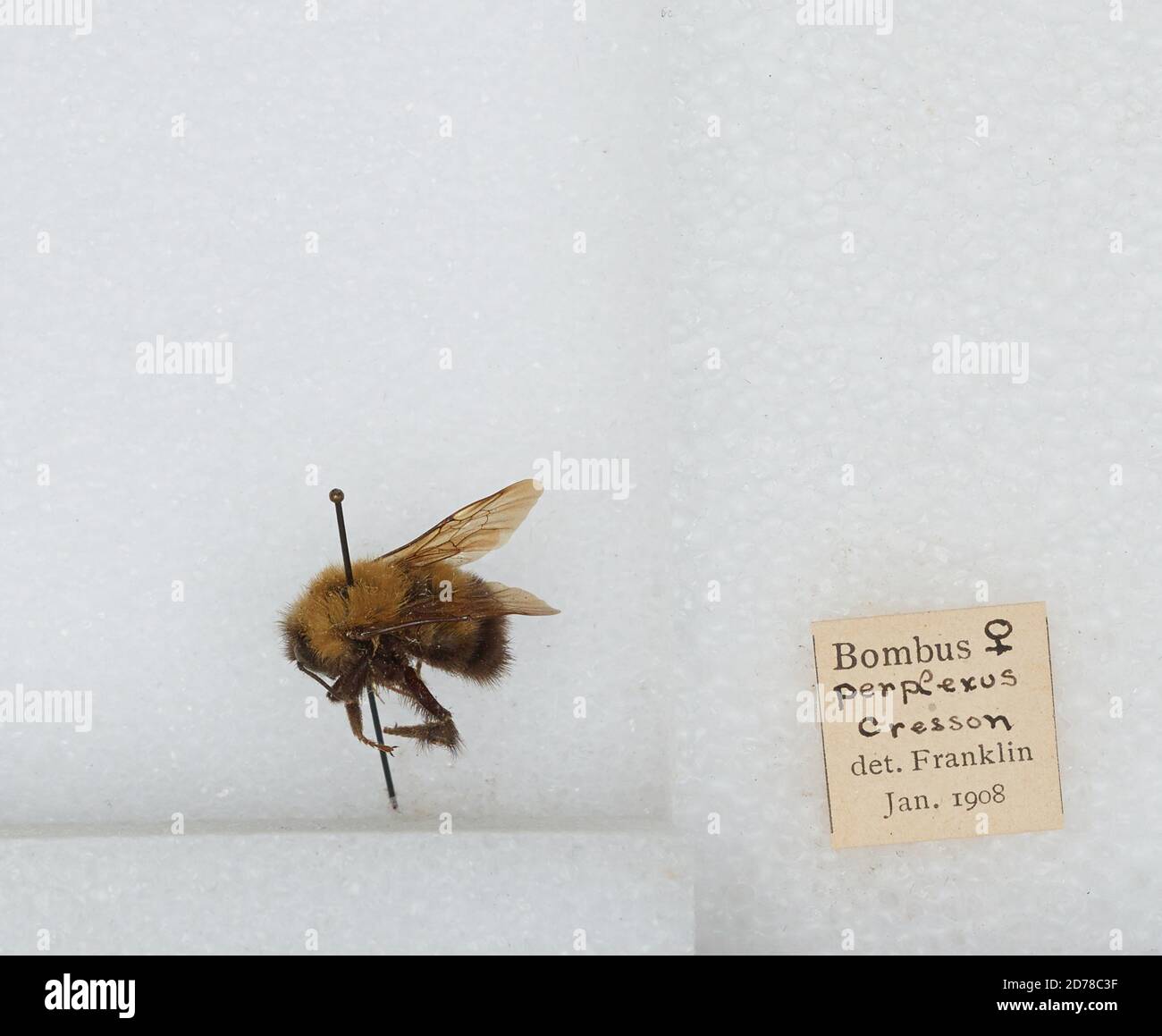 Bombus (Pyrobombus) perplexus Cresson, 1863, Animalia, Arthropoda ...