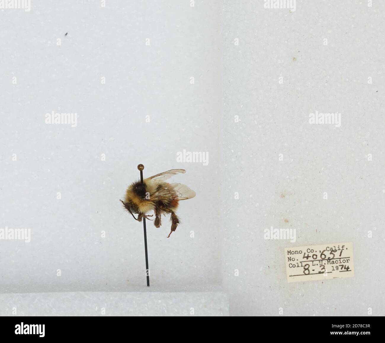 Mono, California, United States, Bombus (Cullumanobombus) rufocinctus ...