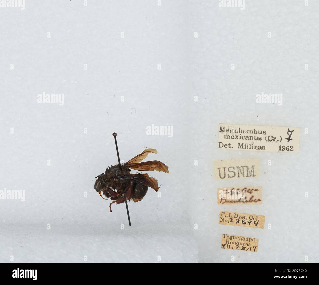 Tegucigalpa, Honduras, Francisco Morazan, Honduras, Bombus (Pyrobombus ...