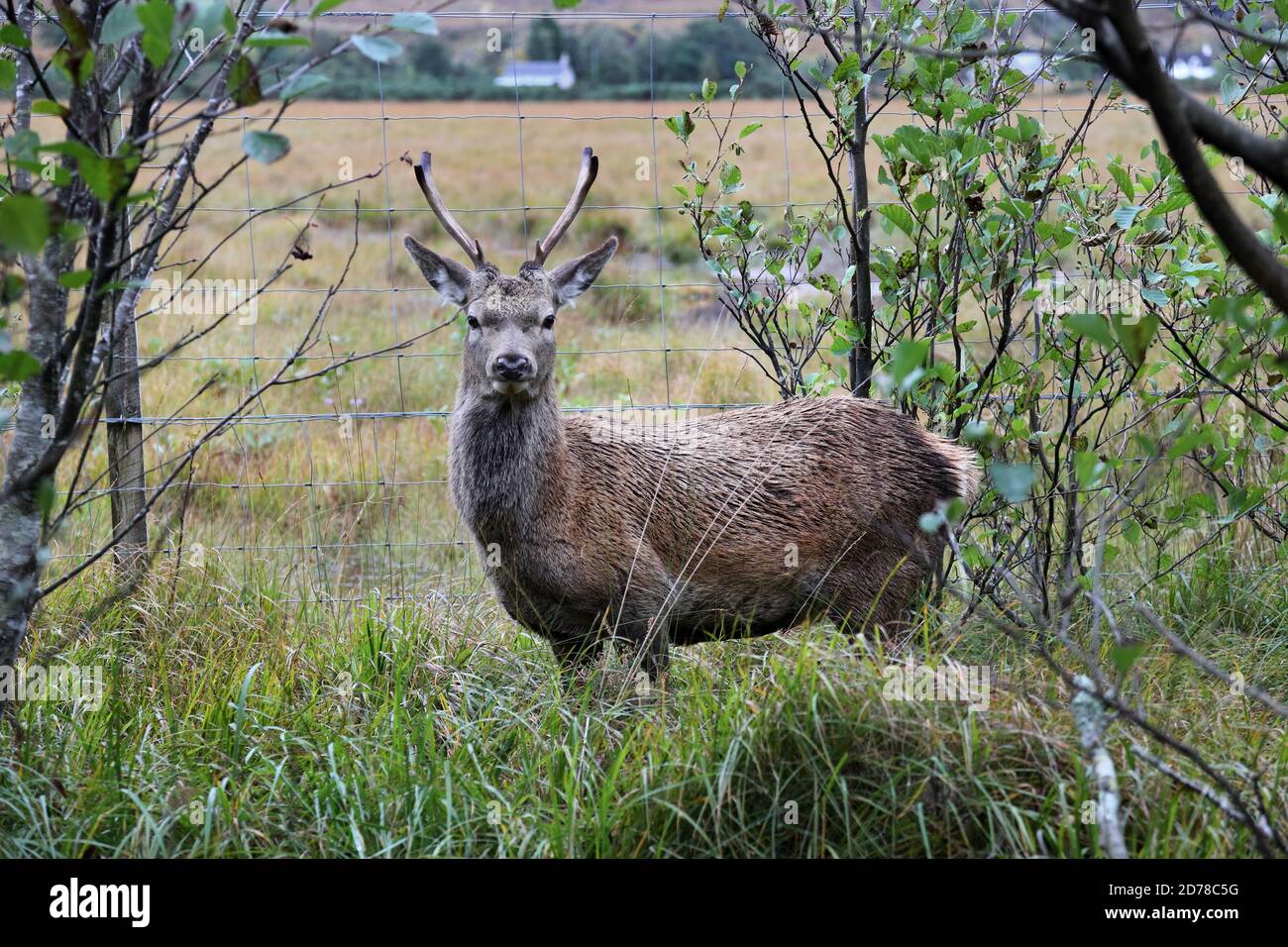 Young Red Deer (Cervus elaphus) Stag Next to a Deer Fence, Scotland, UK ...