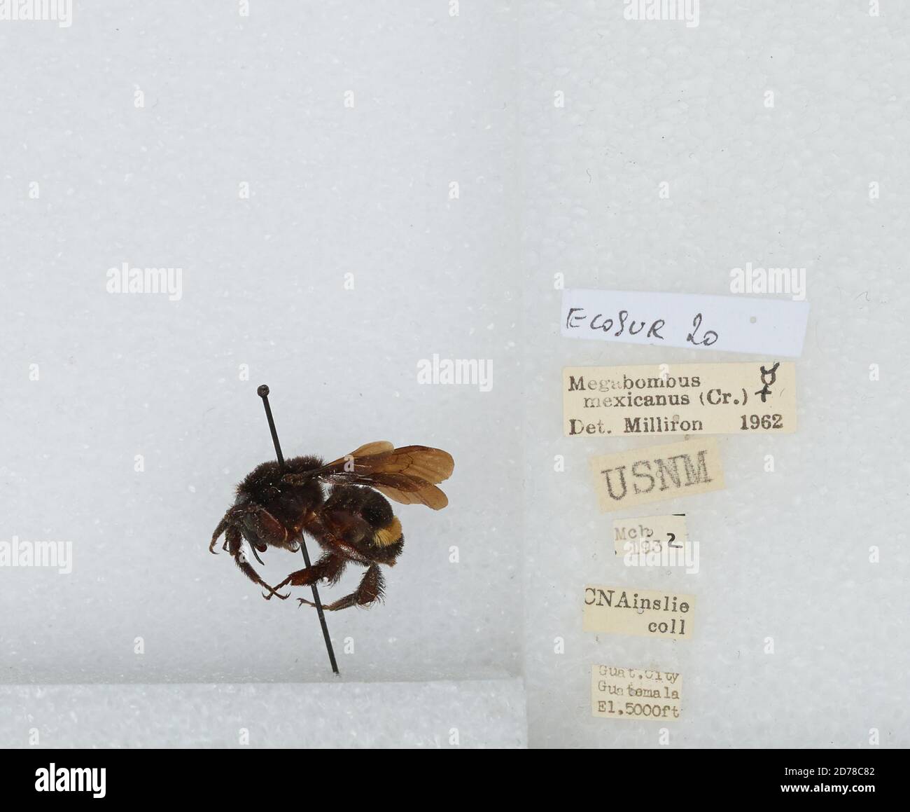 Guatemala City, Guatemala, Bombus (Fervidobombus) mexicanus Cresson ...