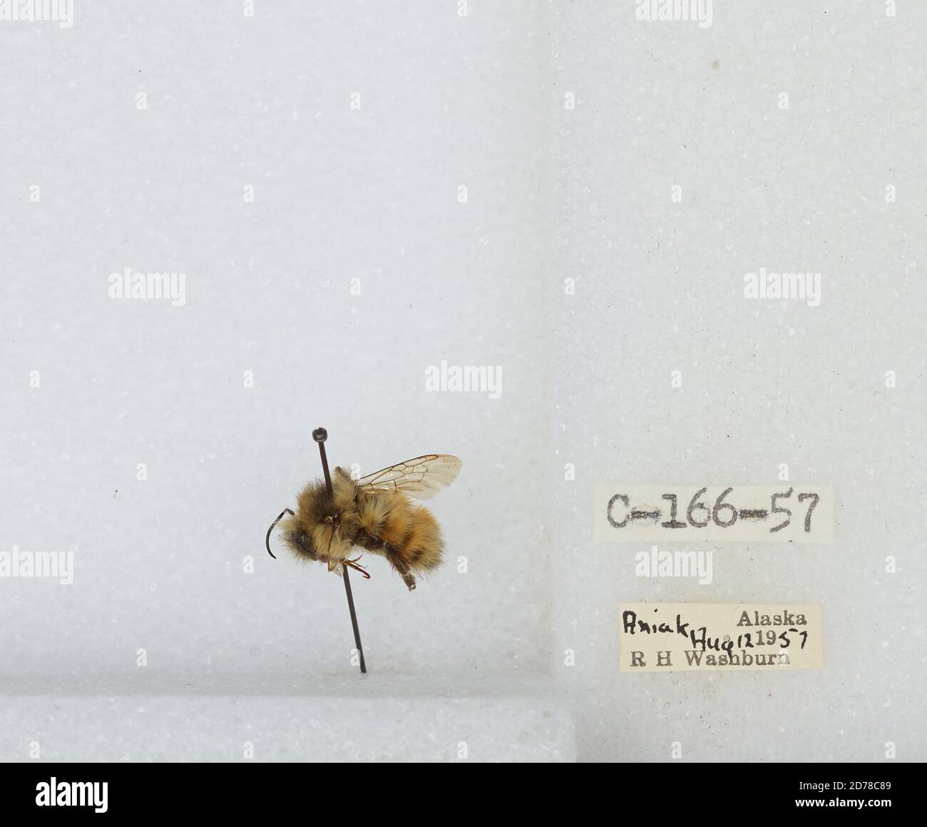 Aniak, Bethel, Alaska, United States, Bombus (Pyrobombus) melanopygus ...