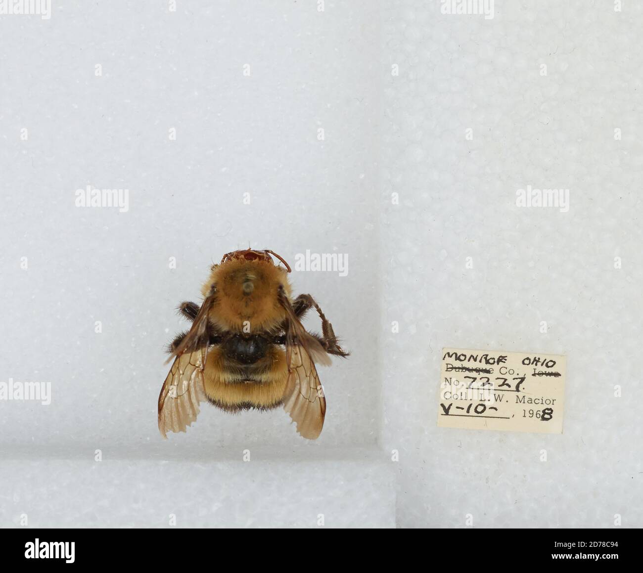 Monroe, Ohio, United States, Bombus (Pyrobombus) perplexus Cresson ...