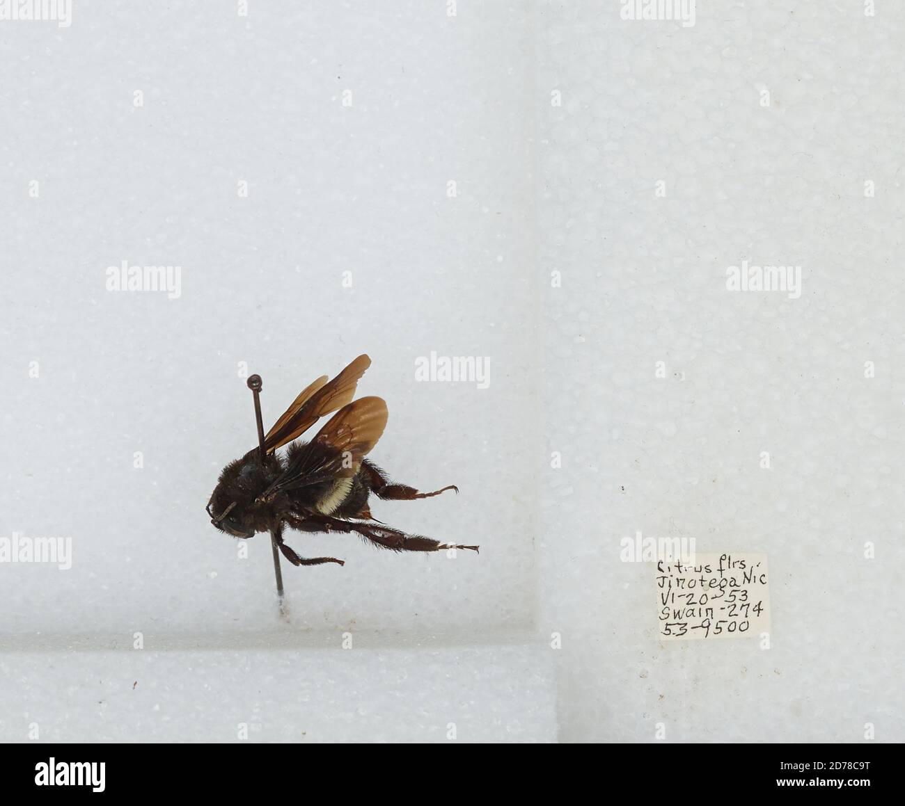 Jinotega, Nicaragua, Bombus (Pyrobombus) mixtus Cresson, 1878, Animalia ...