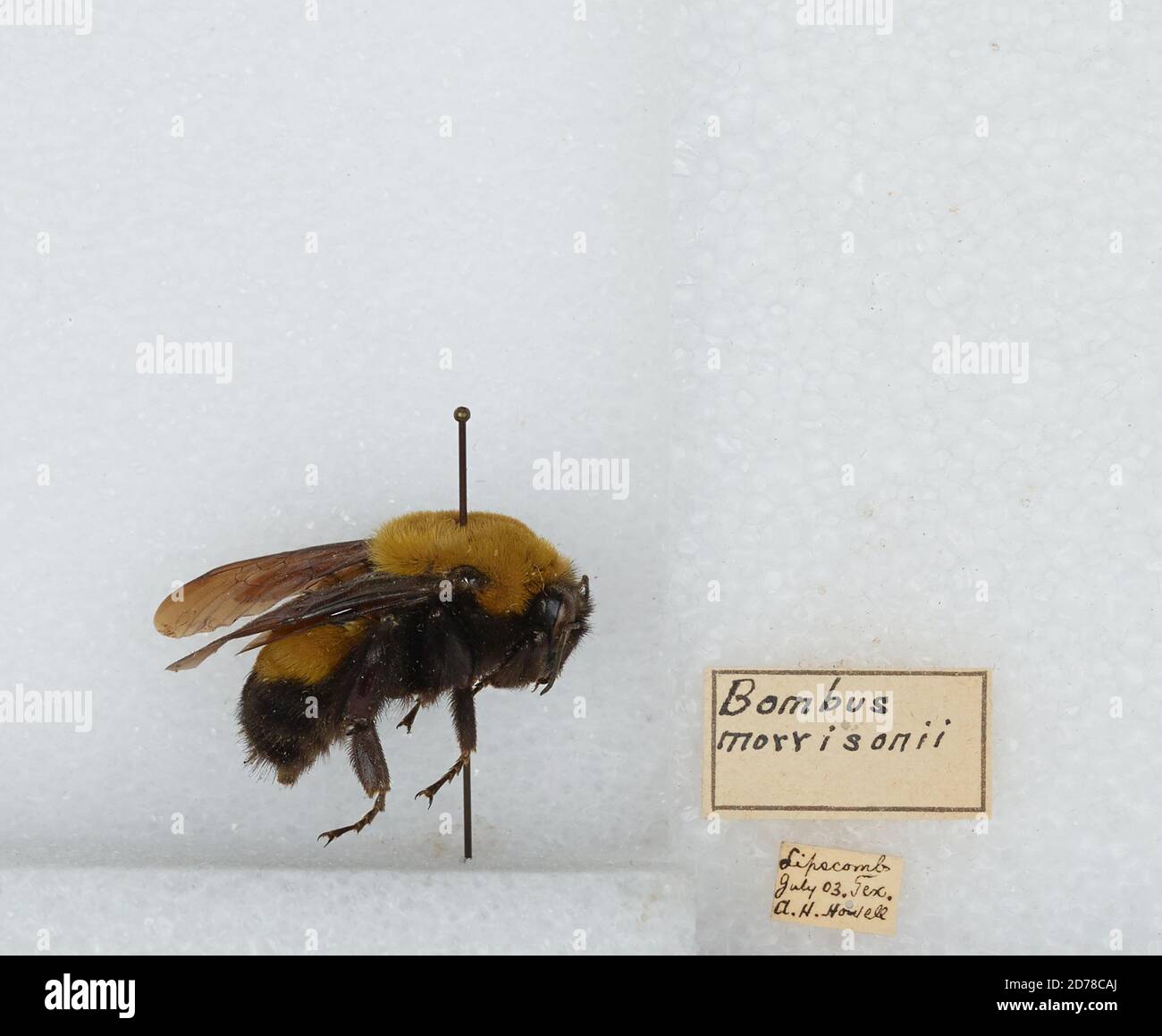 Lipscomb, Texas, United States, Bombus (Separatobombus) morrisoni ...
