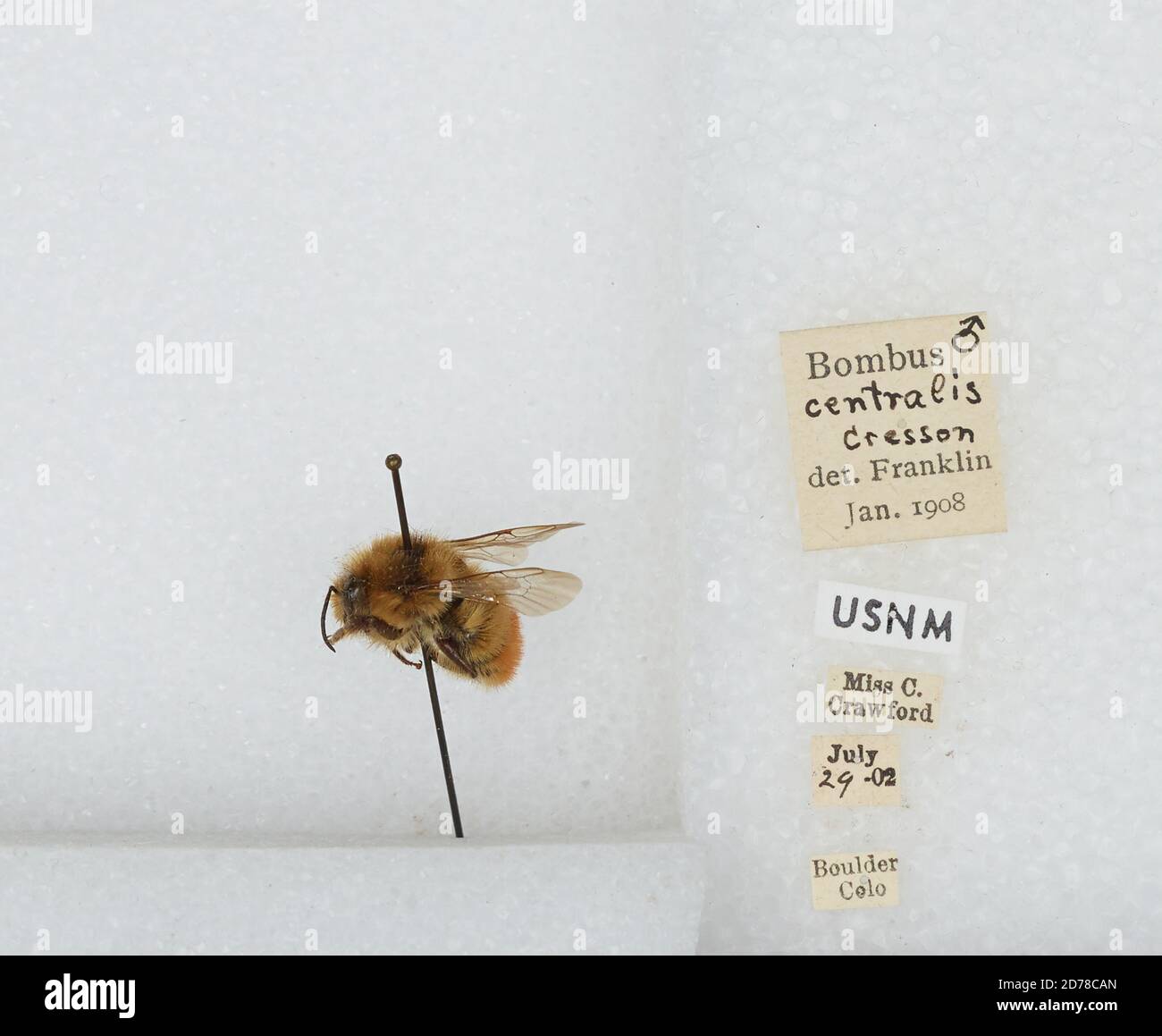 Boulder, Colorado, United States, Bombus (Alpinobombus) neoboreus ...