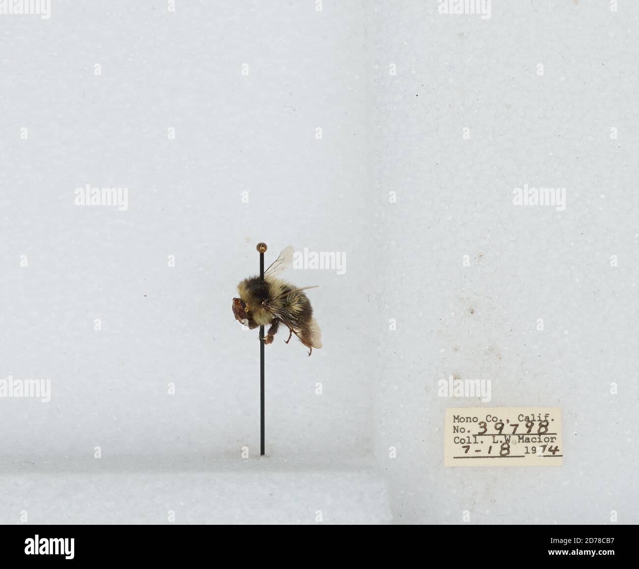 Mono, California, United States, Bombus (Cullumanobombus) rufocinctus ...