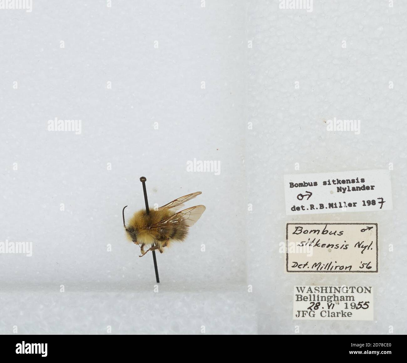 Bellingham, Whatcom, Washington, United States, Bombus (Pyrobombus ...