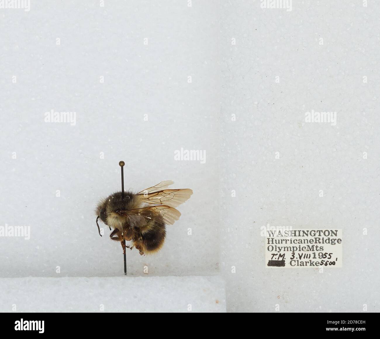 Hurricane Ridge in Olympic National Park, Clallam, Washington, United ...