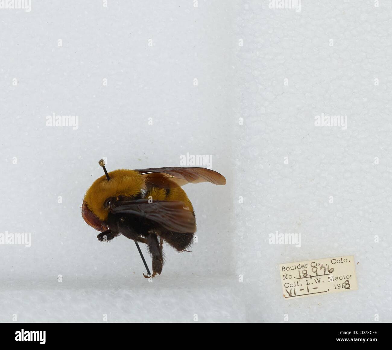 Boulder, Colorado, United States, Bombus (Separatobombus) morrisoni ...