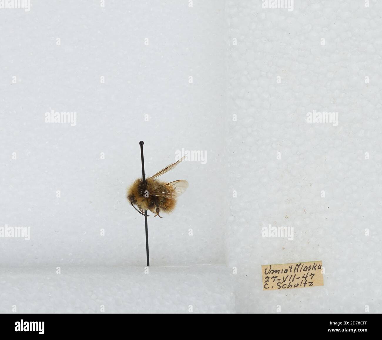 Umiat, North Slope, Alaska, United States, Bombus (Pyrobombus ...