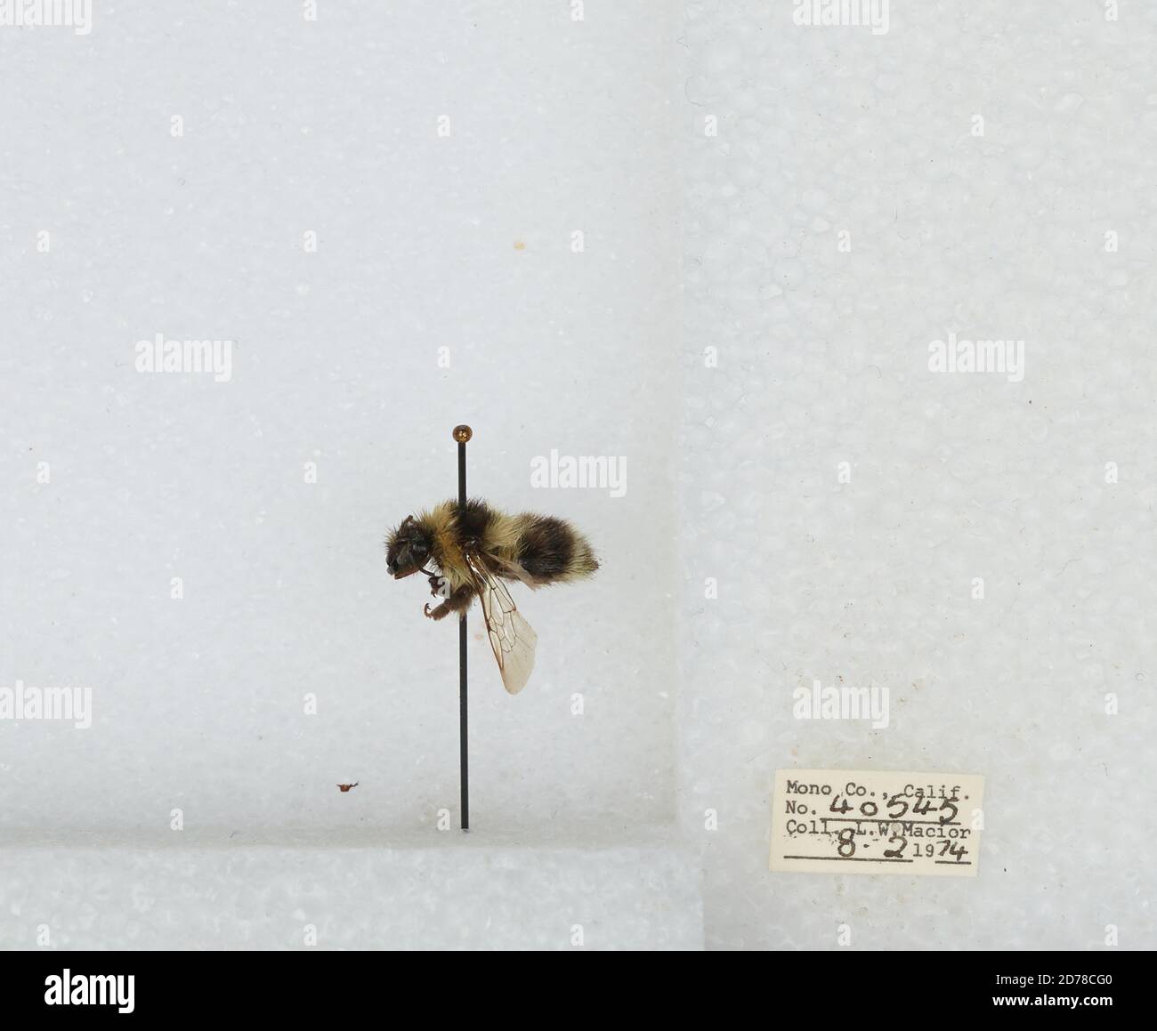 Mono, California, United States, Bombus (Cullumanobombus) rufocinctus ...