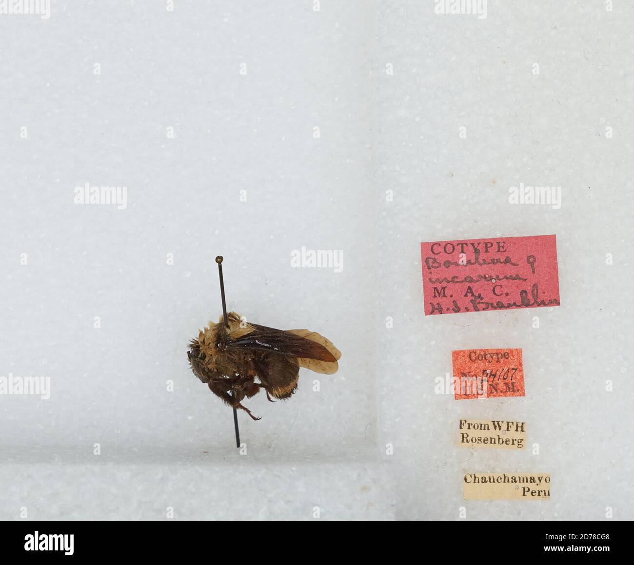 Chanchamayo, Junja, Peru, Bombus (Fervidobombus) transversalis (Olivier ...