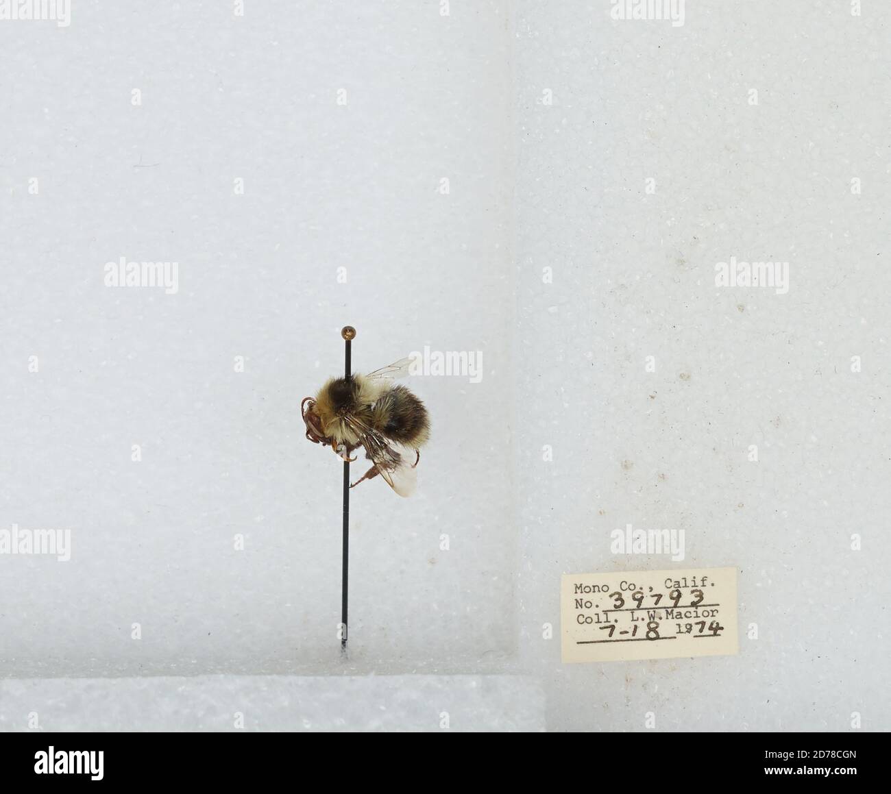 Mono, California, United States, Bombus (Cullumanobombus) rufocinctus ...