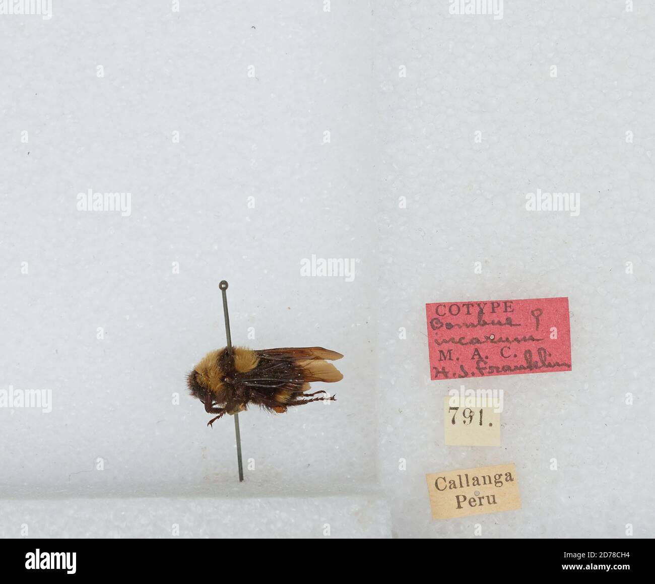 Callanga, Huanuco, Peru, Bombus (Fervidobombus) transversalis (Olivier ...