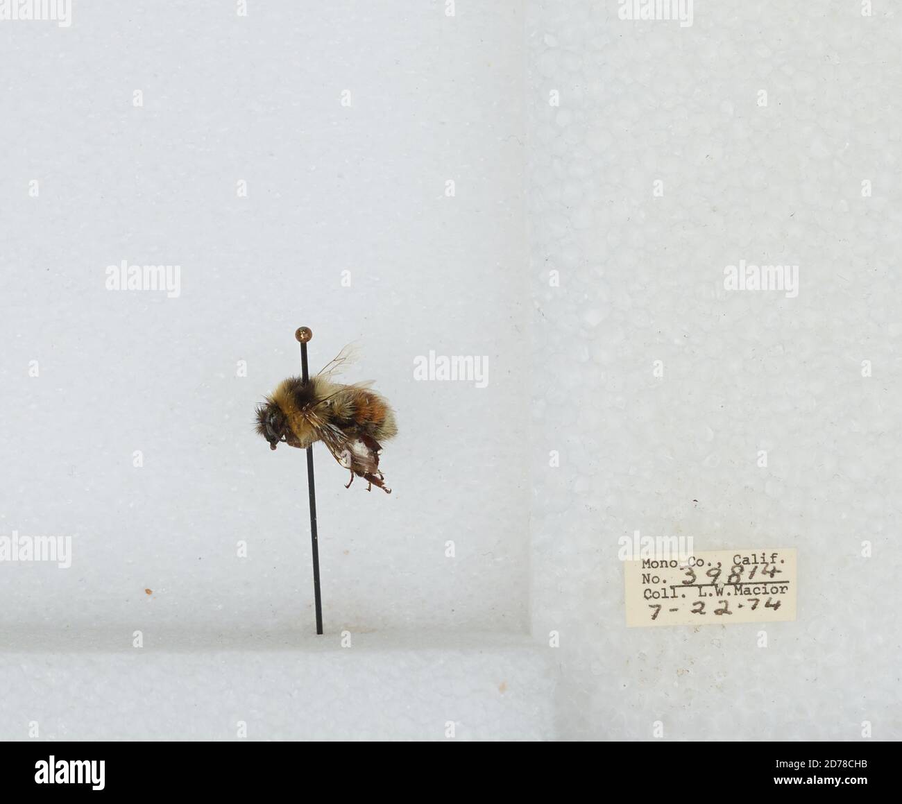 Mono, California, United States, Bombus (Cullumanobombus) rufocinctus ...