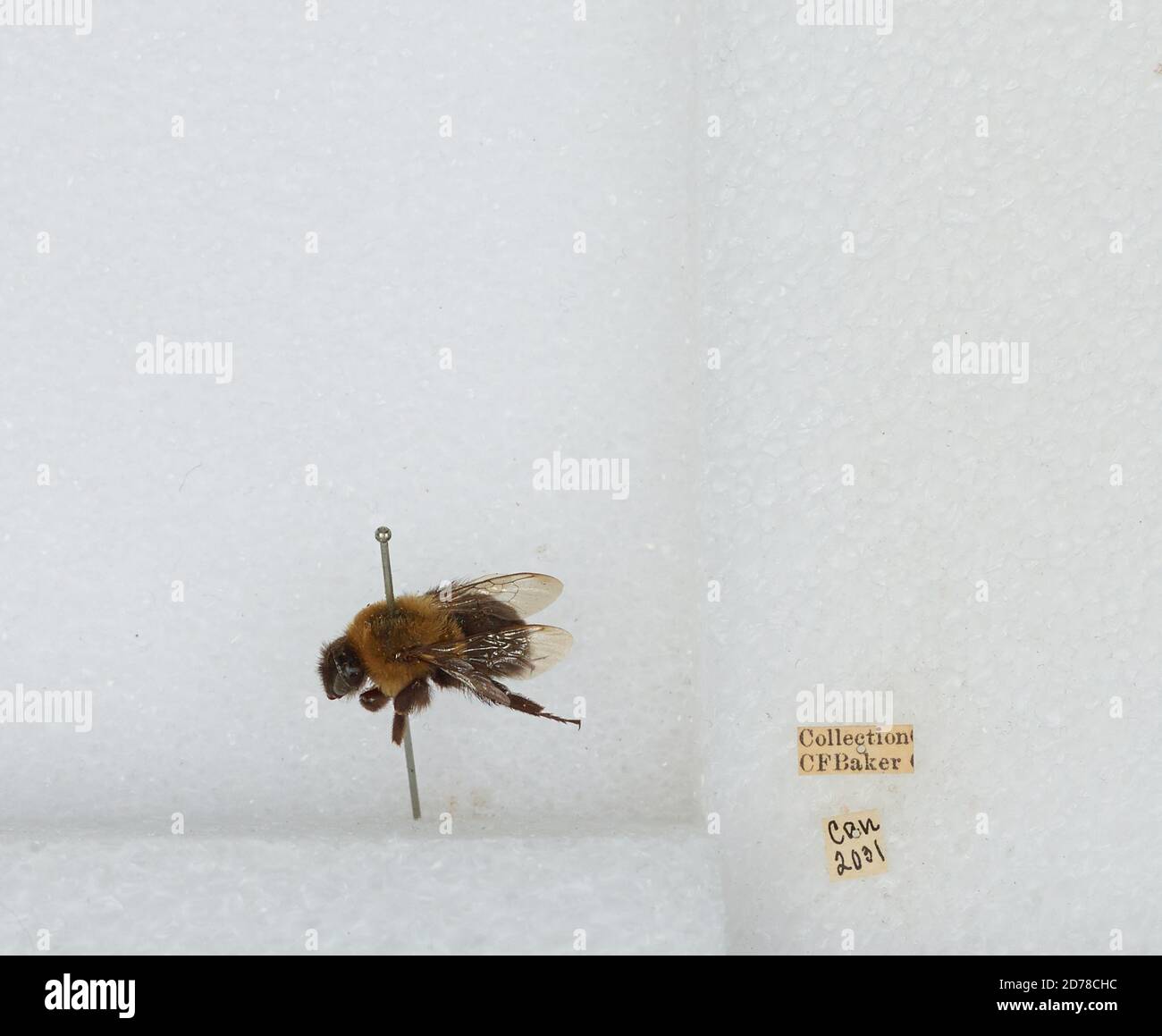Canada, Bombus sp., Animalia, Arthropoda, Insecta, Hymenoptera, Apidae ...