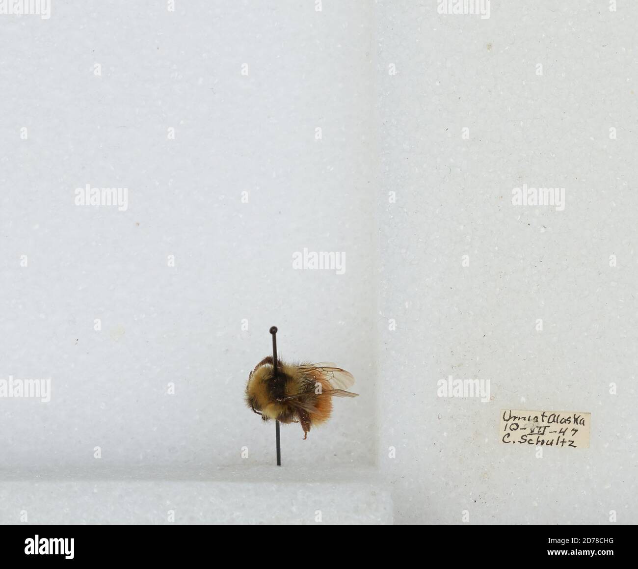 Umiat, North Slope, Alaska, United States, Bombus (Pyrobombus ...