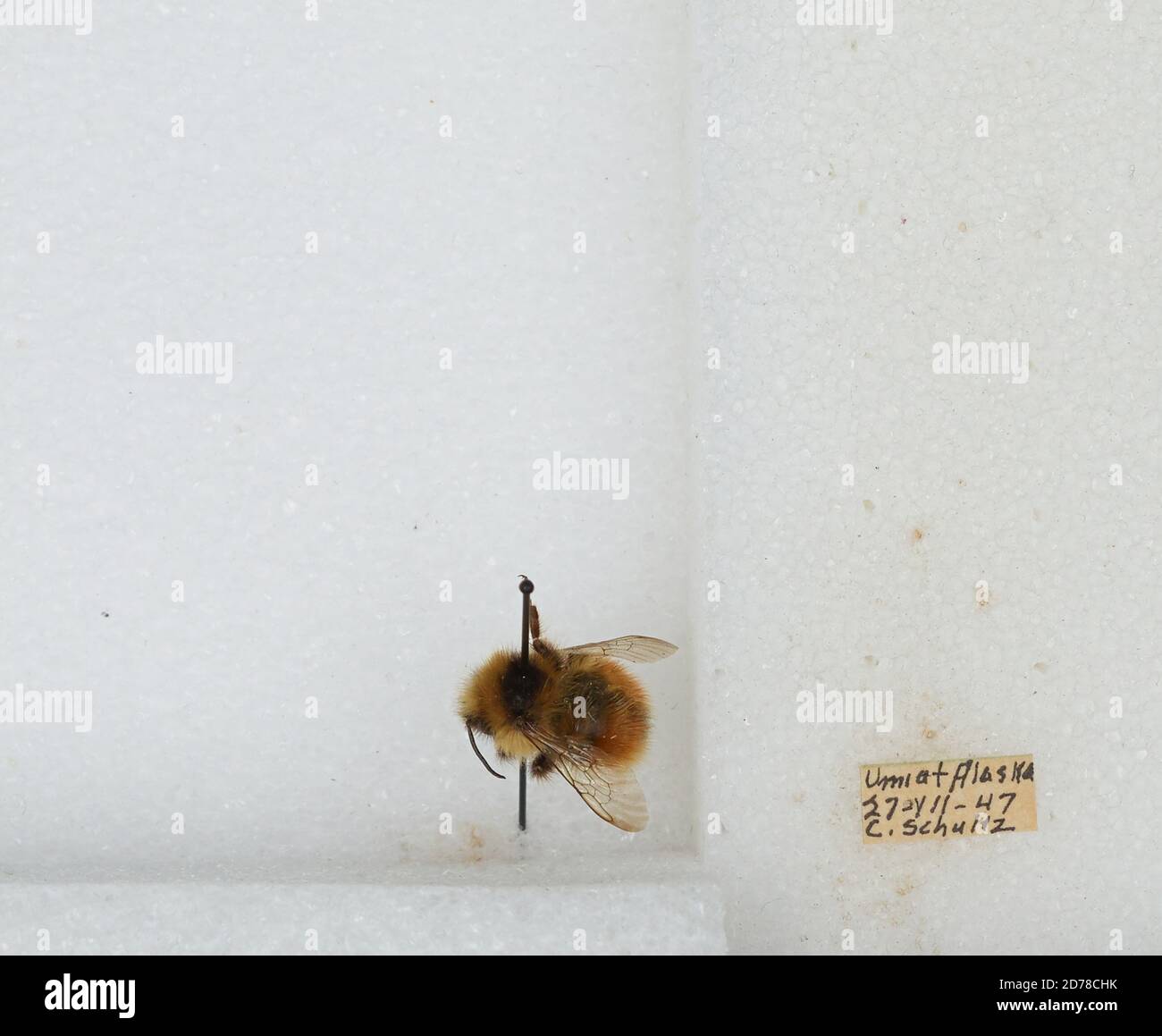 Umiat, North Slope, Alaska, United States, Bombus (Pyrobombus ...