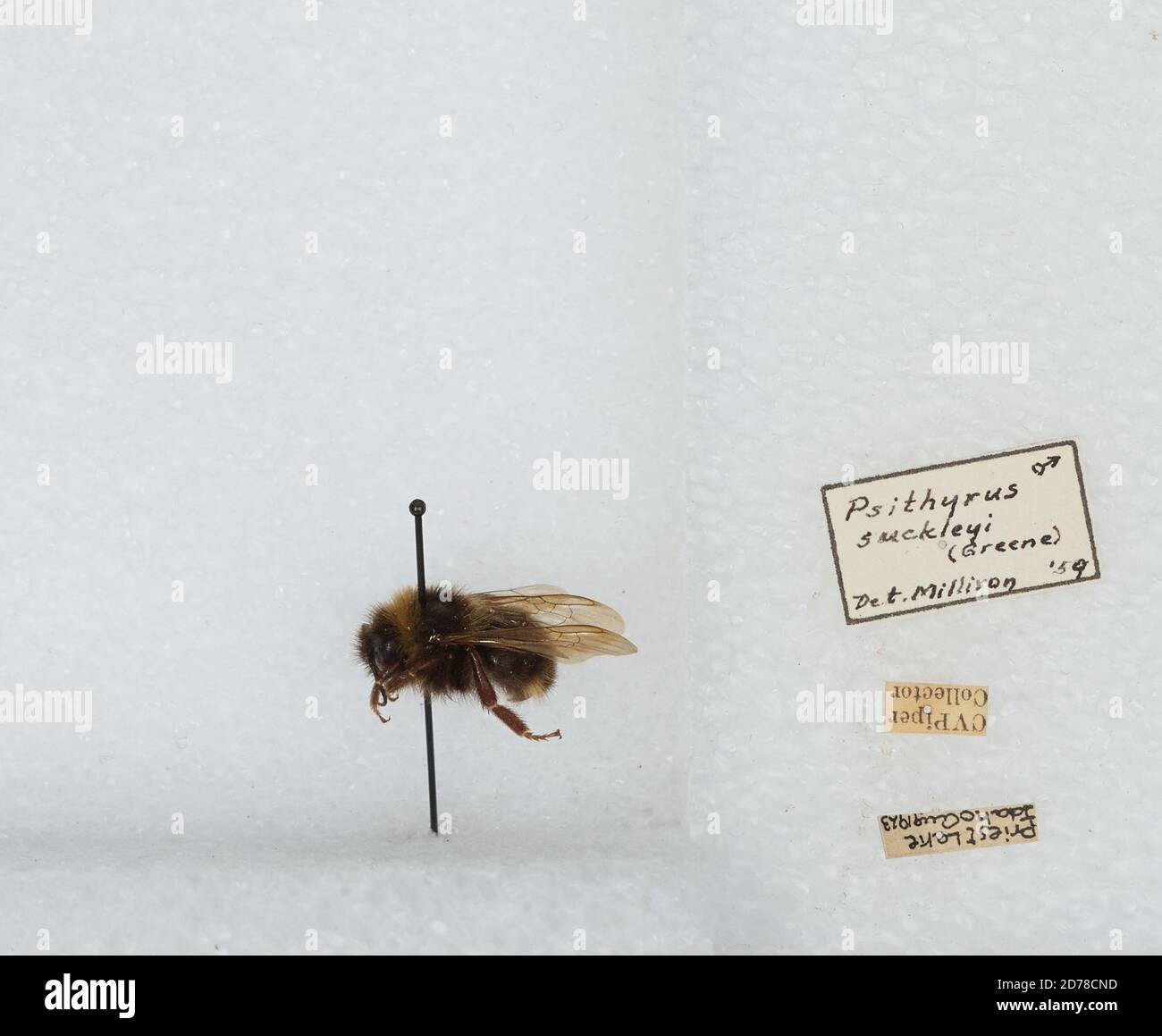 Priest Lake, Bonner, Idaho, United States, Bombus (Psithyrus) suckleyi ...