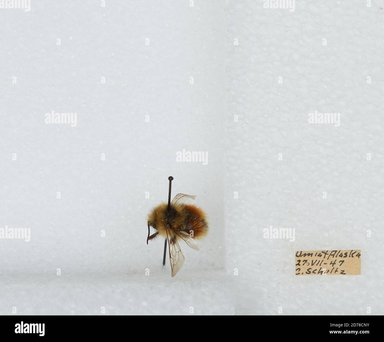 Umiat, North Slope, Alaska, United States, Bombus (Pyrobombus ...