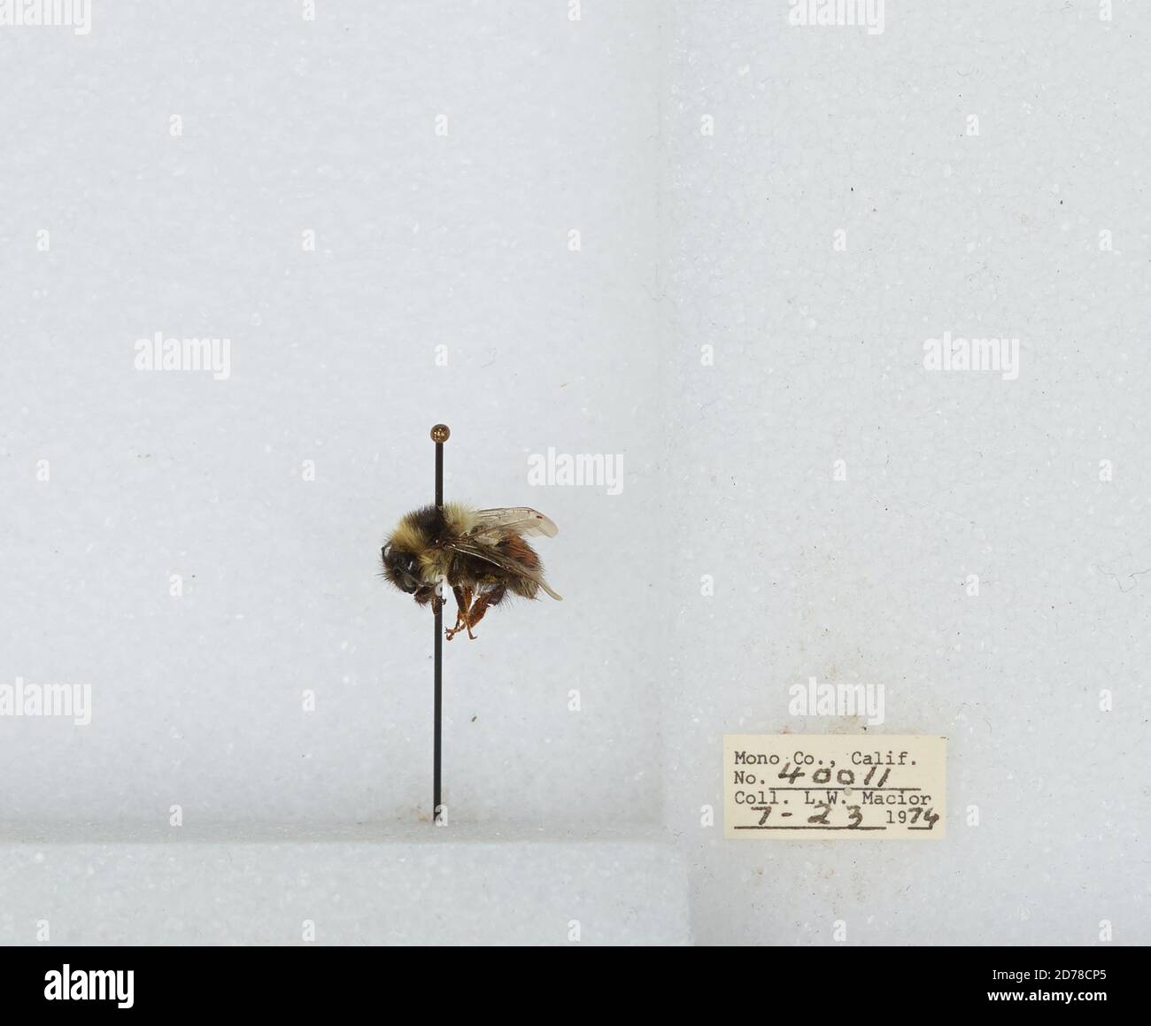Mono, California, United States, Bombus (Cullumanobombus) rufocinctus ...