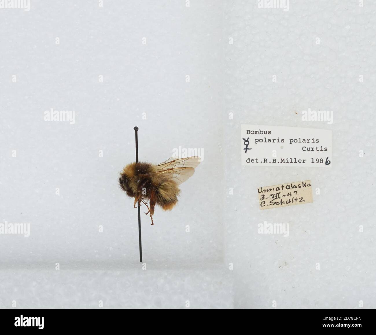 Umiat, North Slope, Alaska, United States, Bombus (Alpinobombus ...