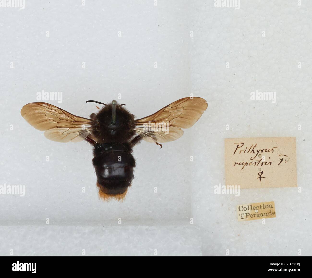 Bombus (Psithyrus) rupestris (Fabricius), Animalia, Arthropoda, Insecta ...