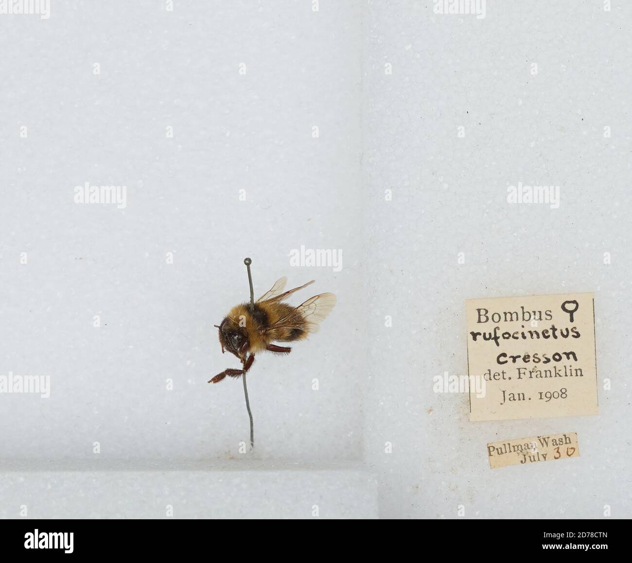 Pullman, Whitman, Washington, United States, Bombus (Cullumanobombus ...