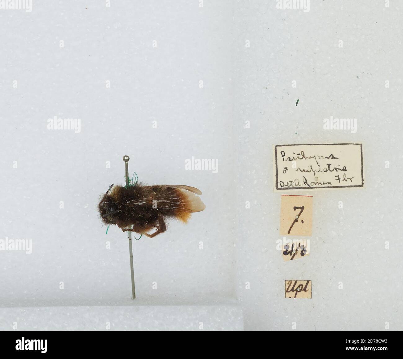 Bombus (Psithyrus) rupestris (Fabricius), Animalia, Arthropoda, Insecta ...