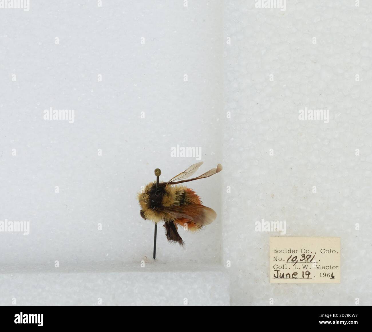 Boulder, Colorado, United States, Bombus (Pyrobombus) sylvicola Kirby ...