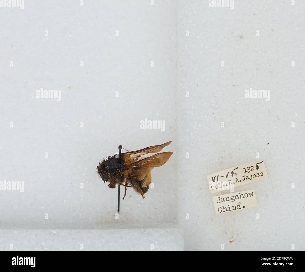 Hangzhou, Zhejiang, China, Bombus (Diversobombus) trifasciatus Smith ...