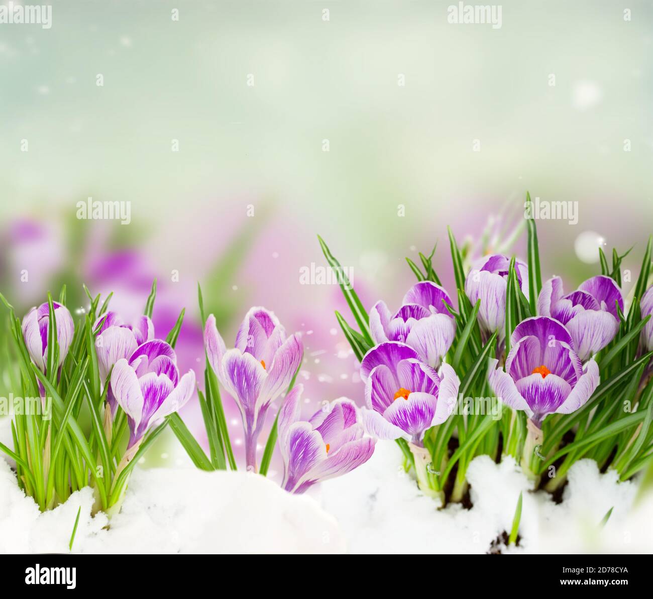spring crocuses close up Stock Photo - Alamy