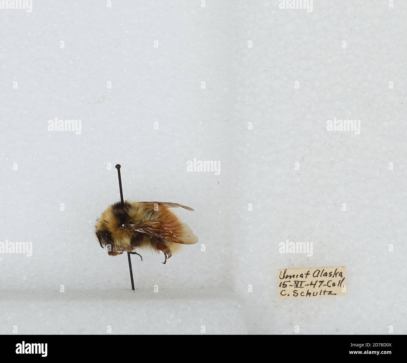 Umiat, North Slope, Alaska, United States, Bombus (Pyrobombus ...
