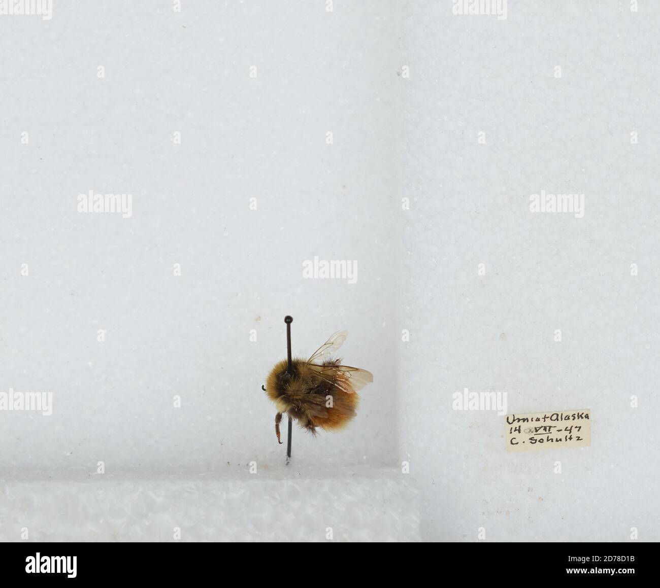 Umiat, North Slope, Alaska, United States, Bombus (Pyrobombus ...