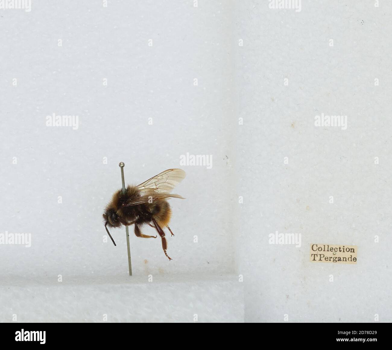 Bombus (Psithyrus) rupestris (Fabricius), Animalia, Arthropoda, Insecta ...