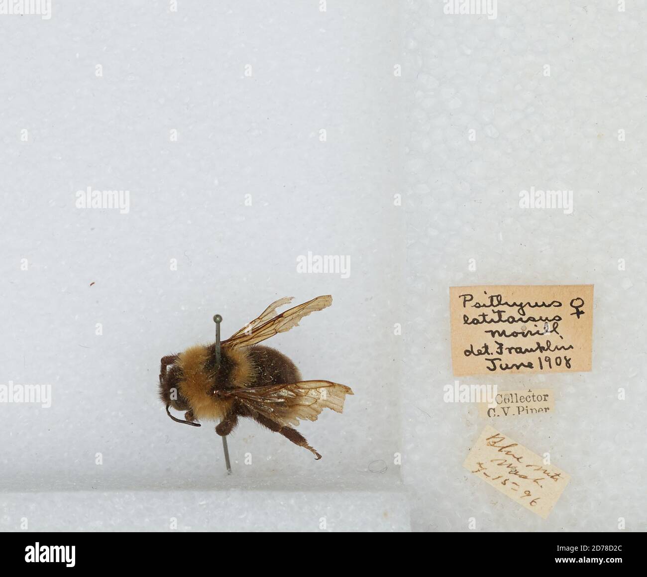 Blue Mountains, Columbia, Washington, United States, Bombus (Psithyrus ...