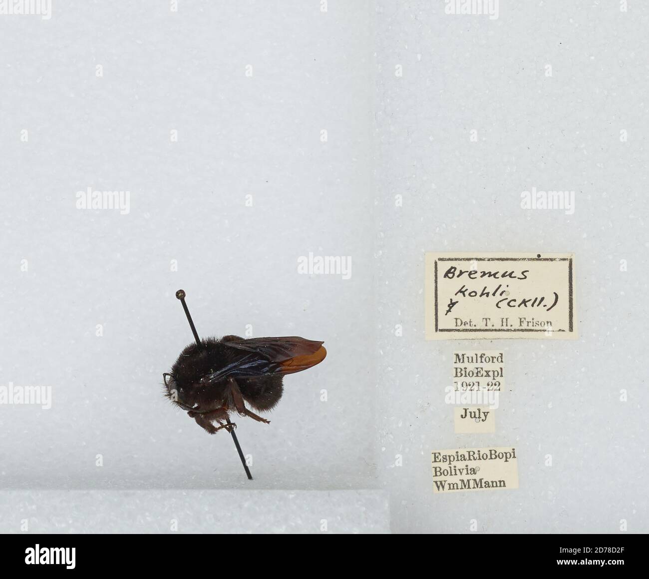 Espia Rio Bopi, La Paz, Bolivia, Bombus (Fervidobombus) morio (Swederus ...