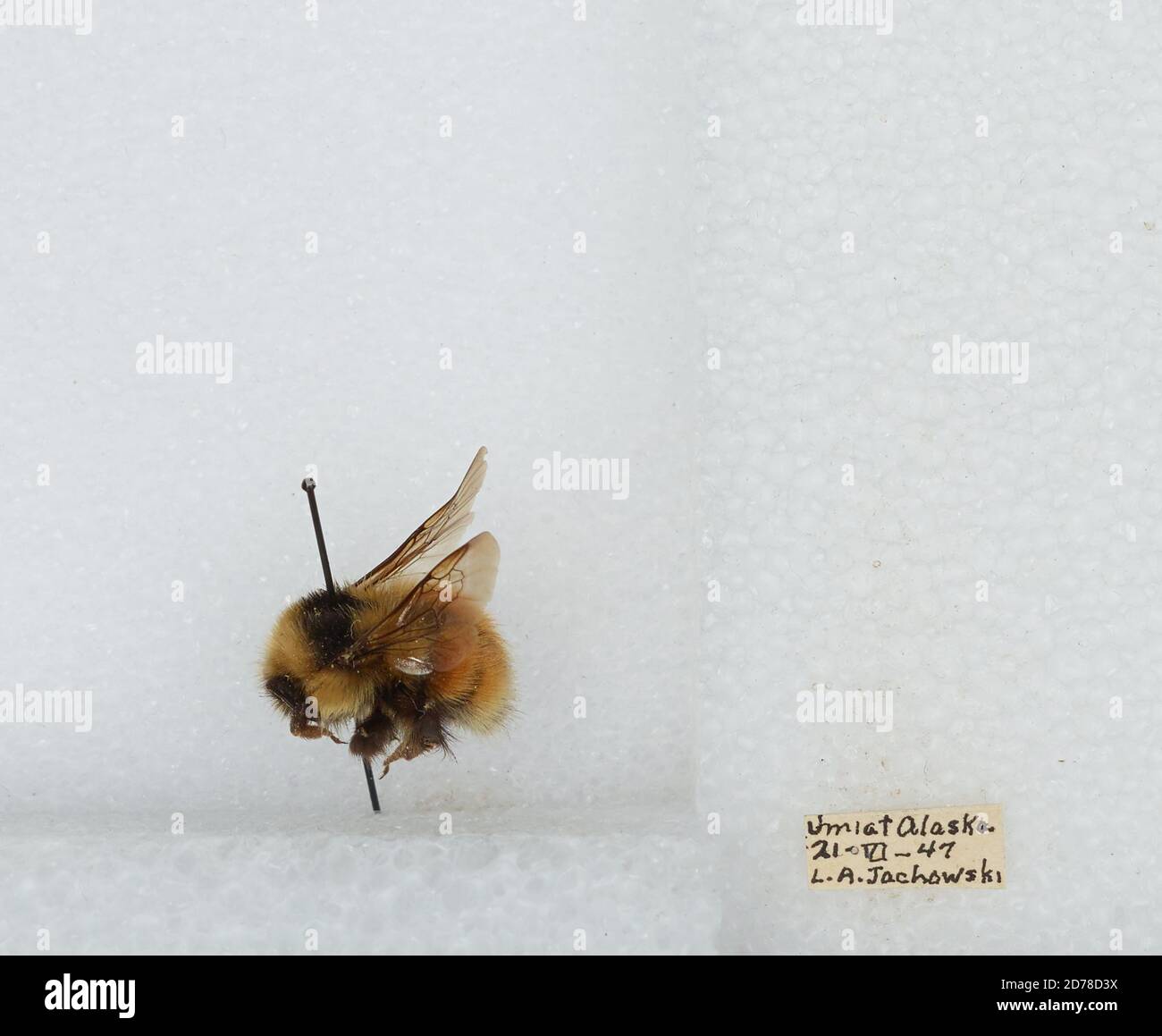 Umiat, North Slope, Alaska, United States, Bombus (Pyrobombus ...