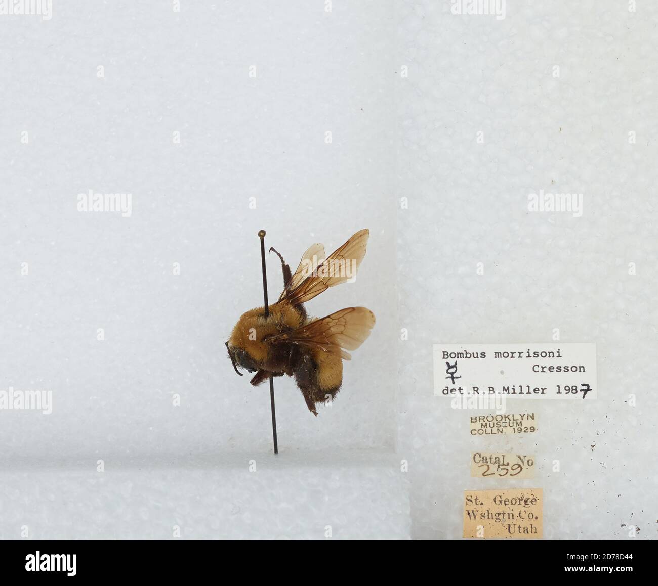 St. George, Washington, Utah, United States, Bombus (Separatobombus ...