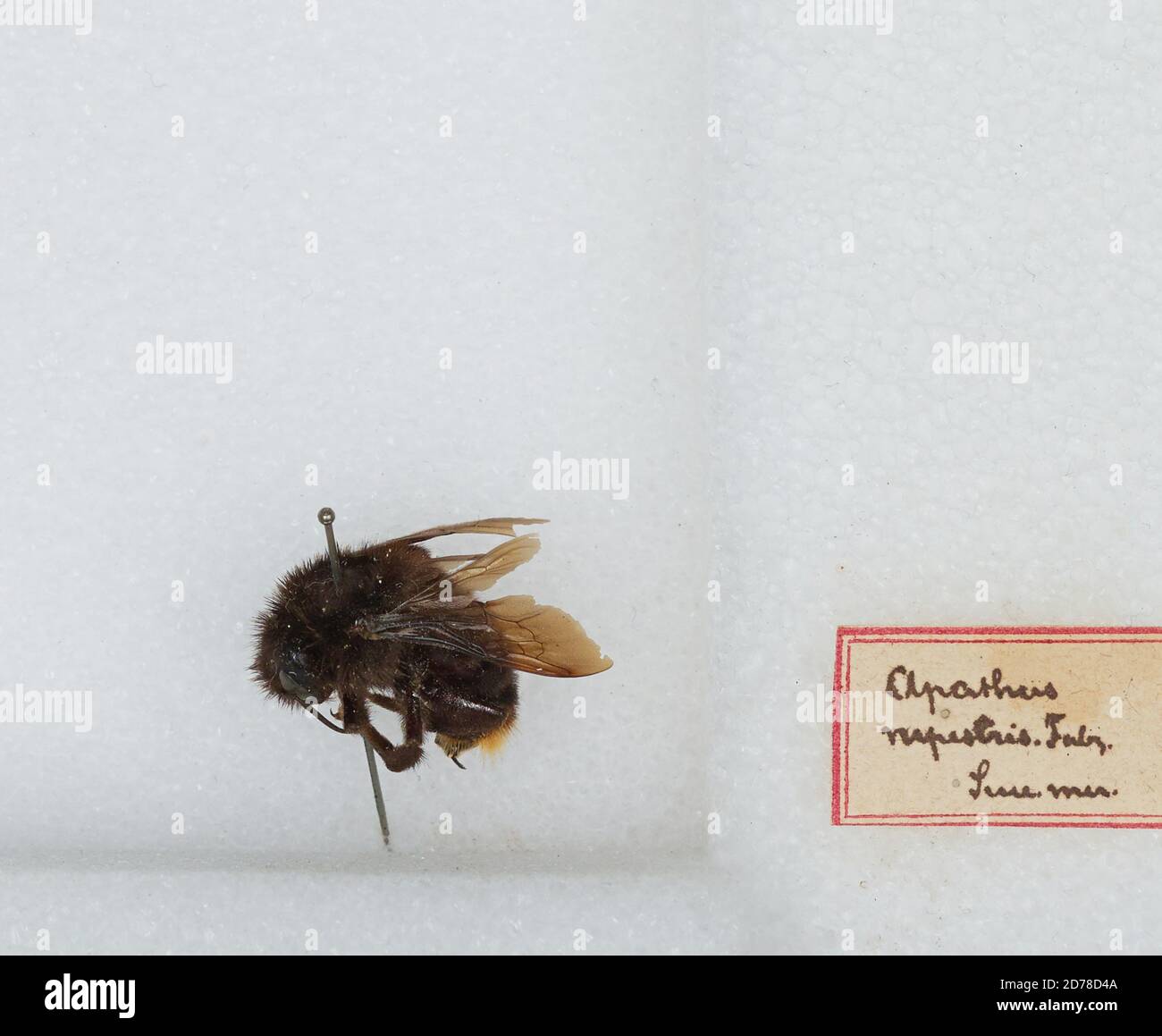 Bombus (Psithyrus) rupestris (Fabricius), Animalia, Arthropoda, Insecta ...