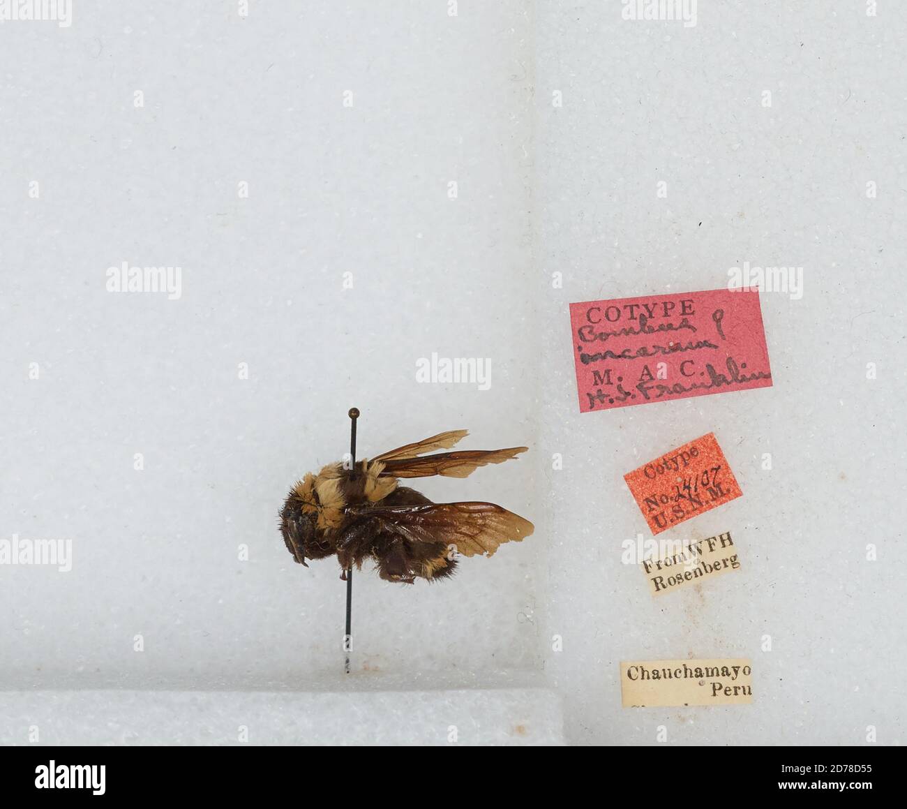 Chanchamayo, Junja, Peru, Bombus (Fervidobombus) transversalis (Olivier ...