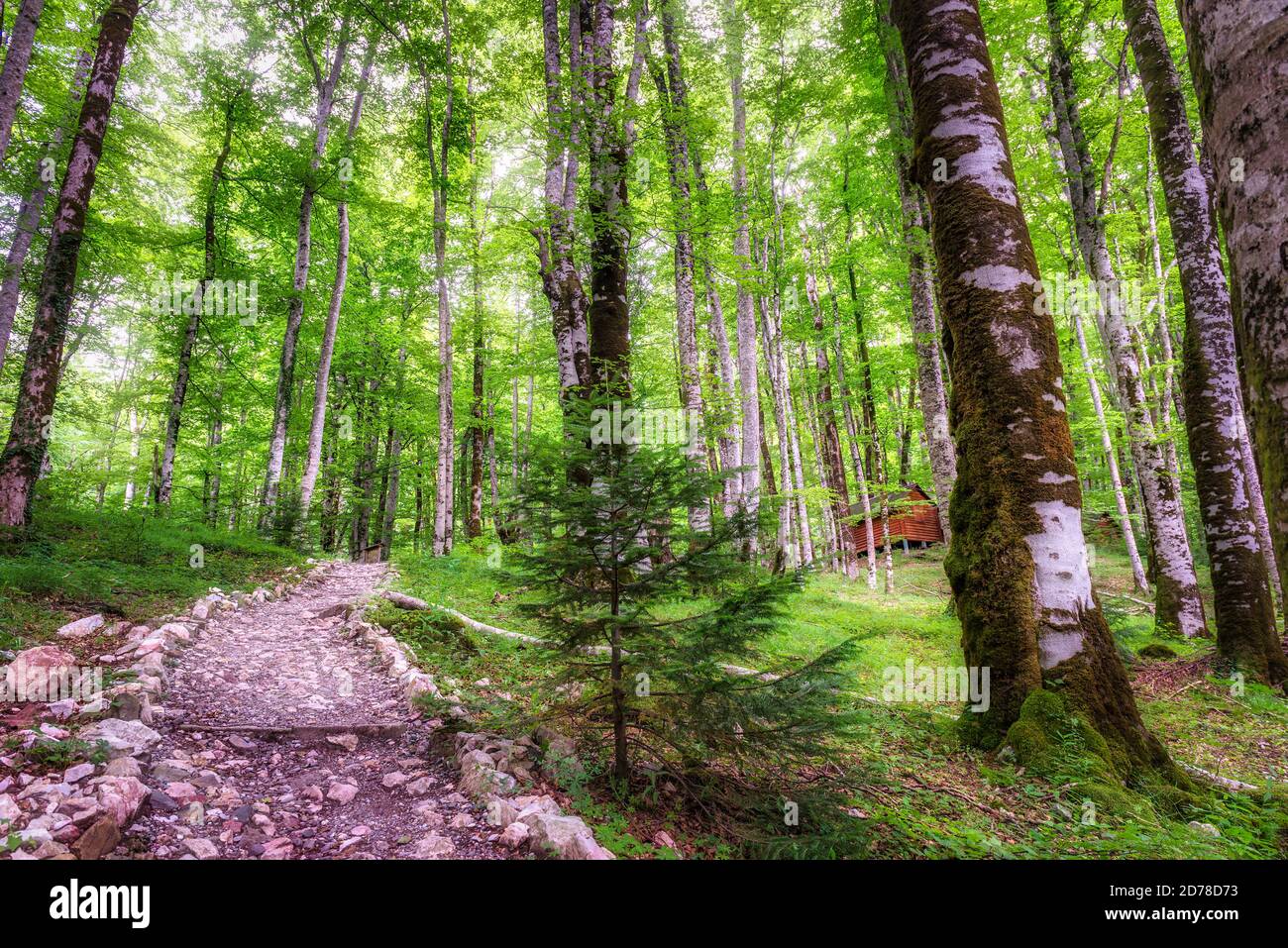 Road in birch grove Stock Photo - Alamy