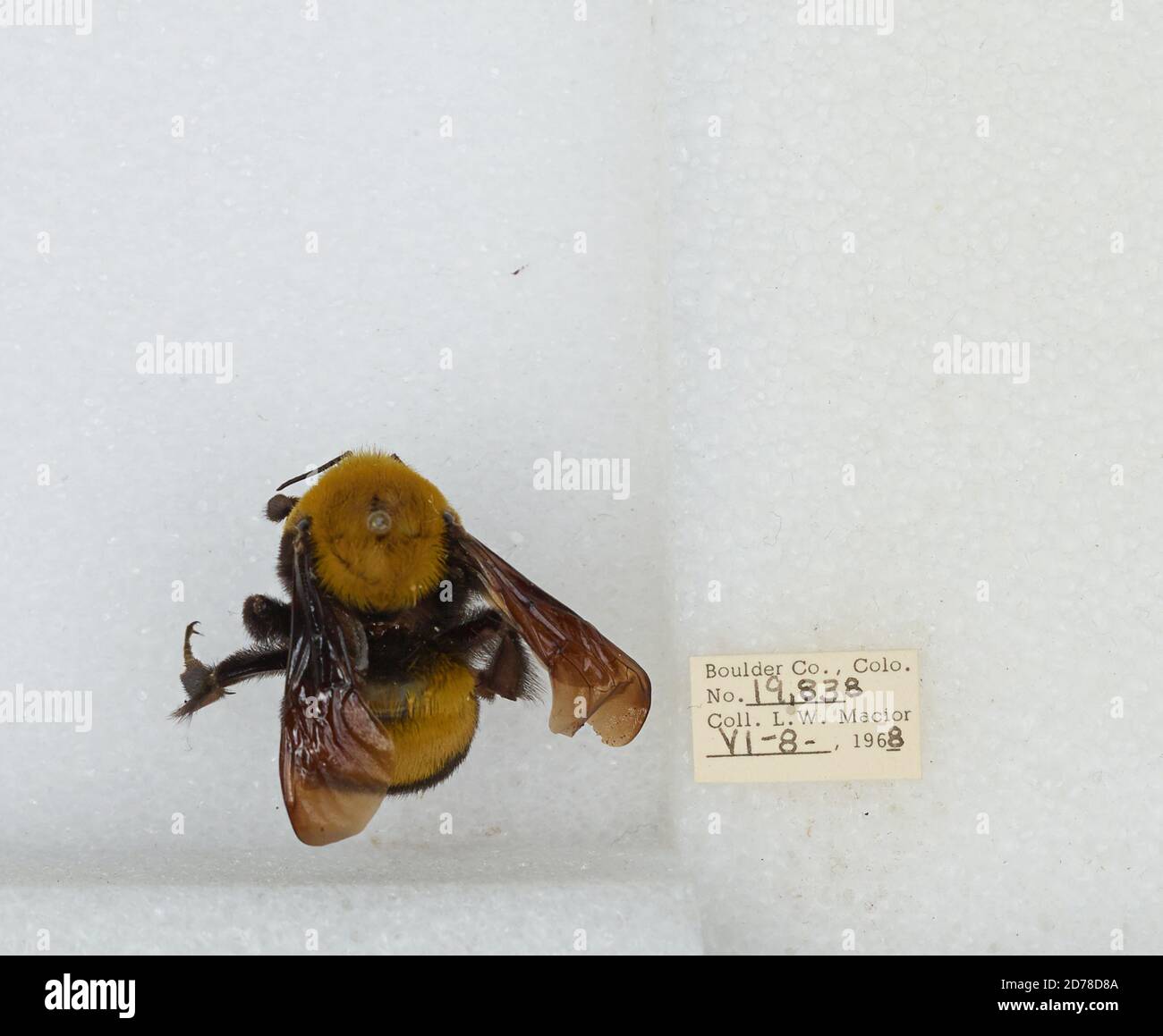 Boulder, Colorado, United States, Bombus (Separatobombus) morrisoni ...