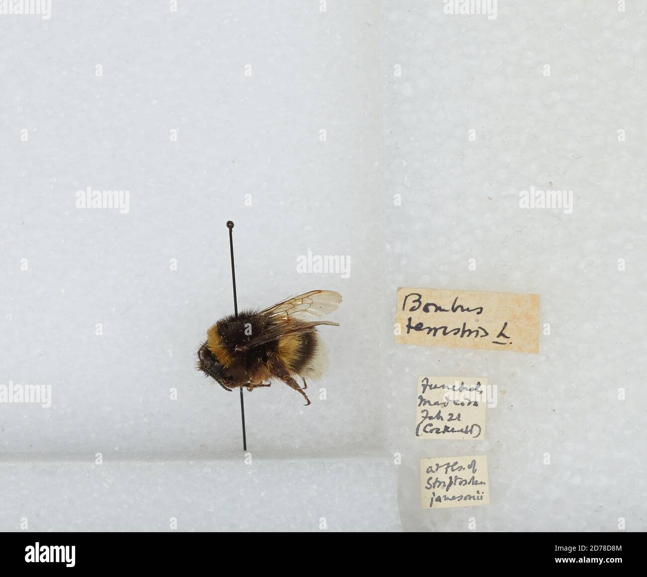 Funchal, Madeira, Portugal, Bombus (Bombus) terrestris (Linnaeus ...