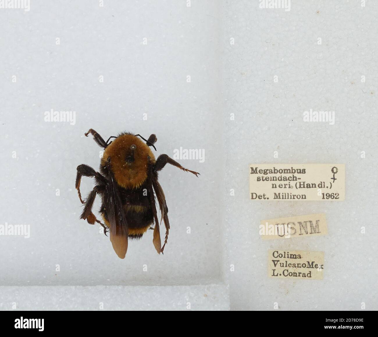 Colima Vulcano, Colima, Mexico, Bombus (Fervidobombus) steindachneri ...