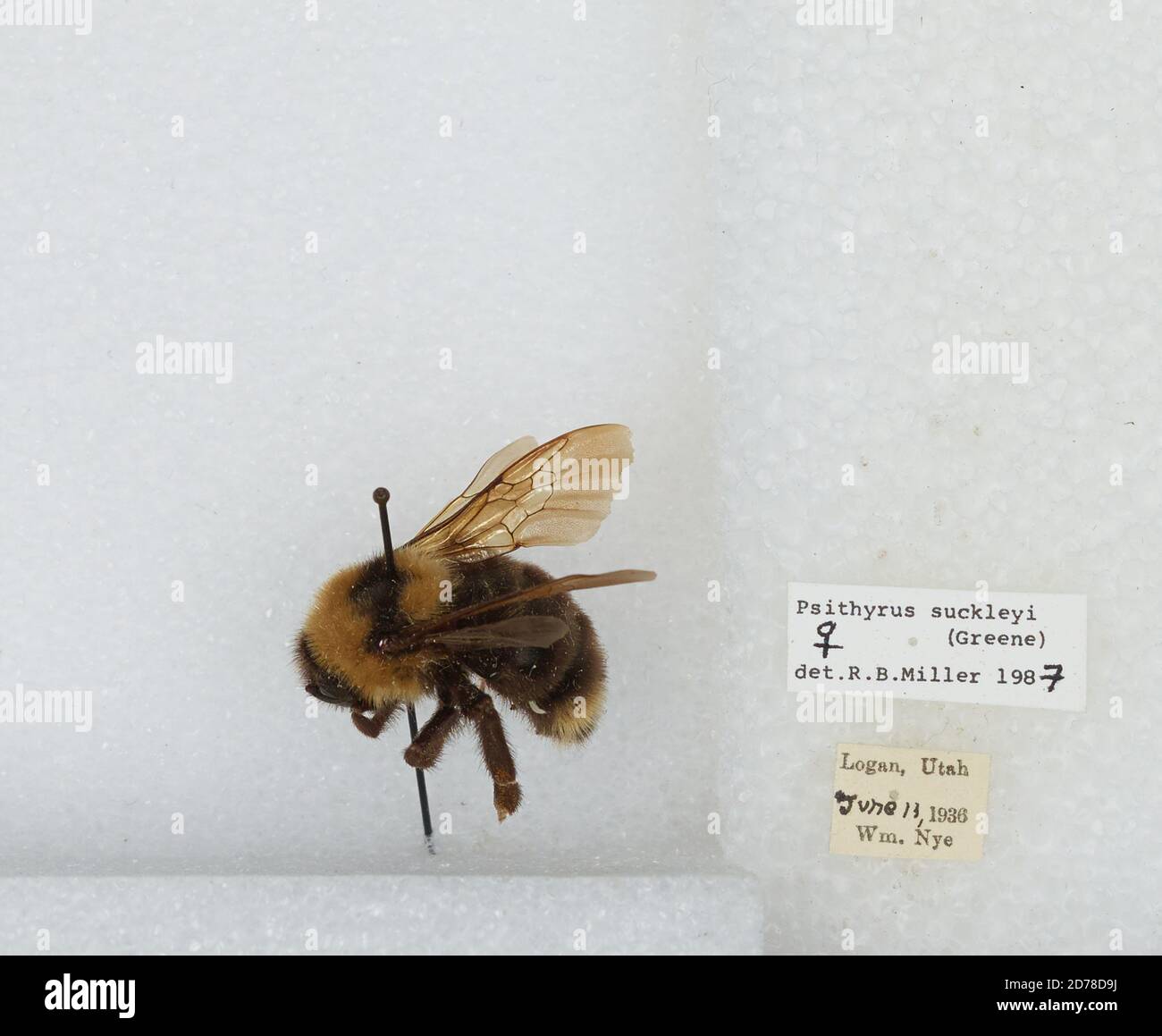 Logan, Cache, Utah, United States, Bombus (Psithyrus) suckleyi Greene ...