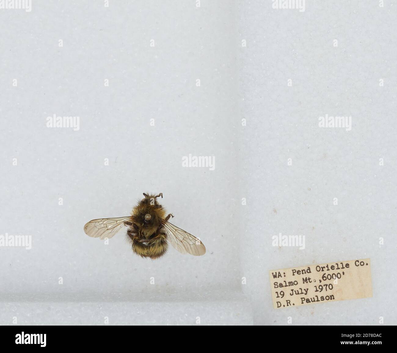 Salmo Mountain, Pend Oreille, Washington, United States, Bombus ...